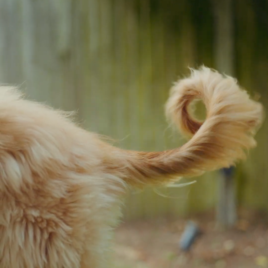Dog joy 101: What’s my dog’s tail trying to tell me? – WellJoy®